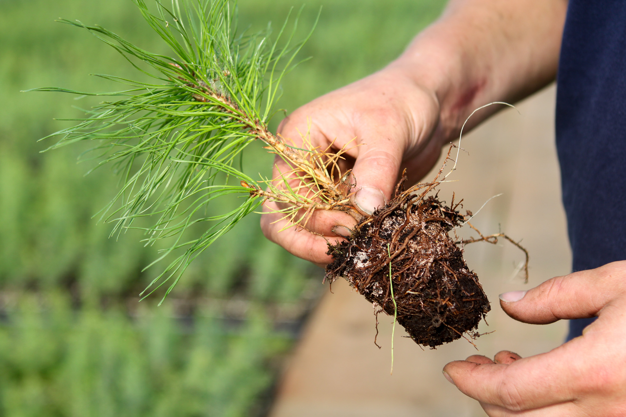 Baumschule Spitzmann – Pflanzen mit Qualität und Service