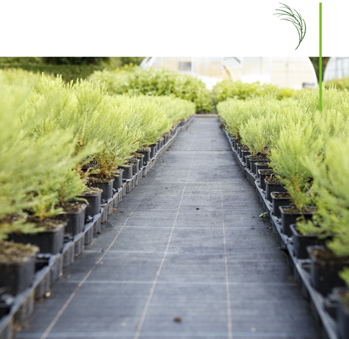 Baumschule Spitzmann – Pflanzen mit Qualität und Service